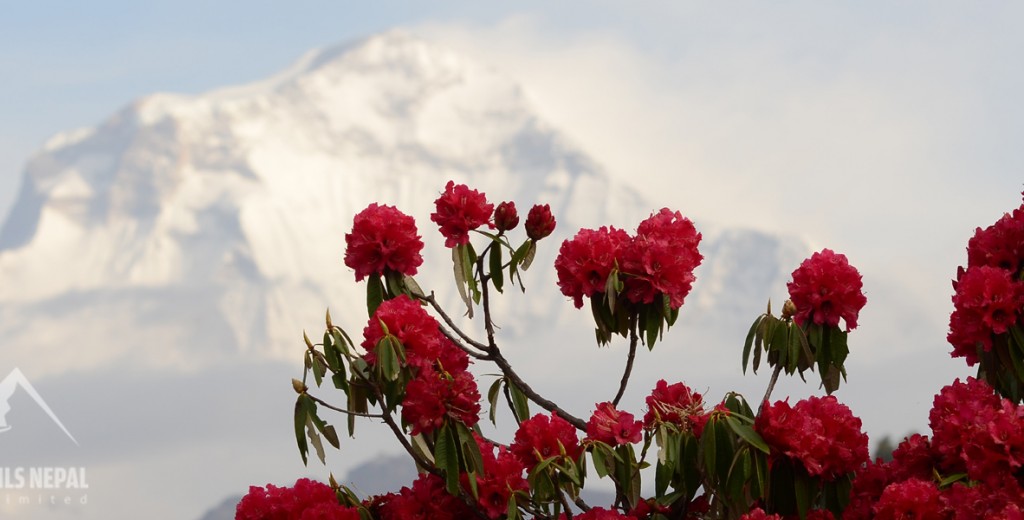 Best Places To Visit In Nepal In Spring | Places To Visit In Nepal ...